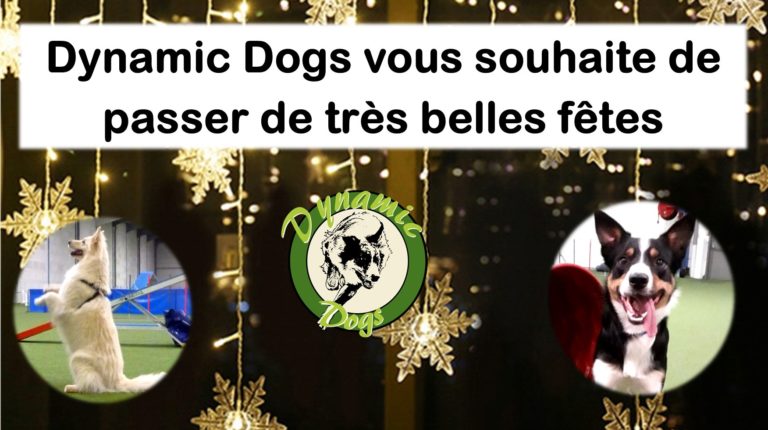 Dynamic Dogs – Salle d'éducation, de sports et de loisirs canins
